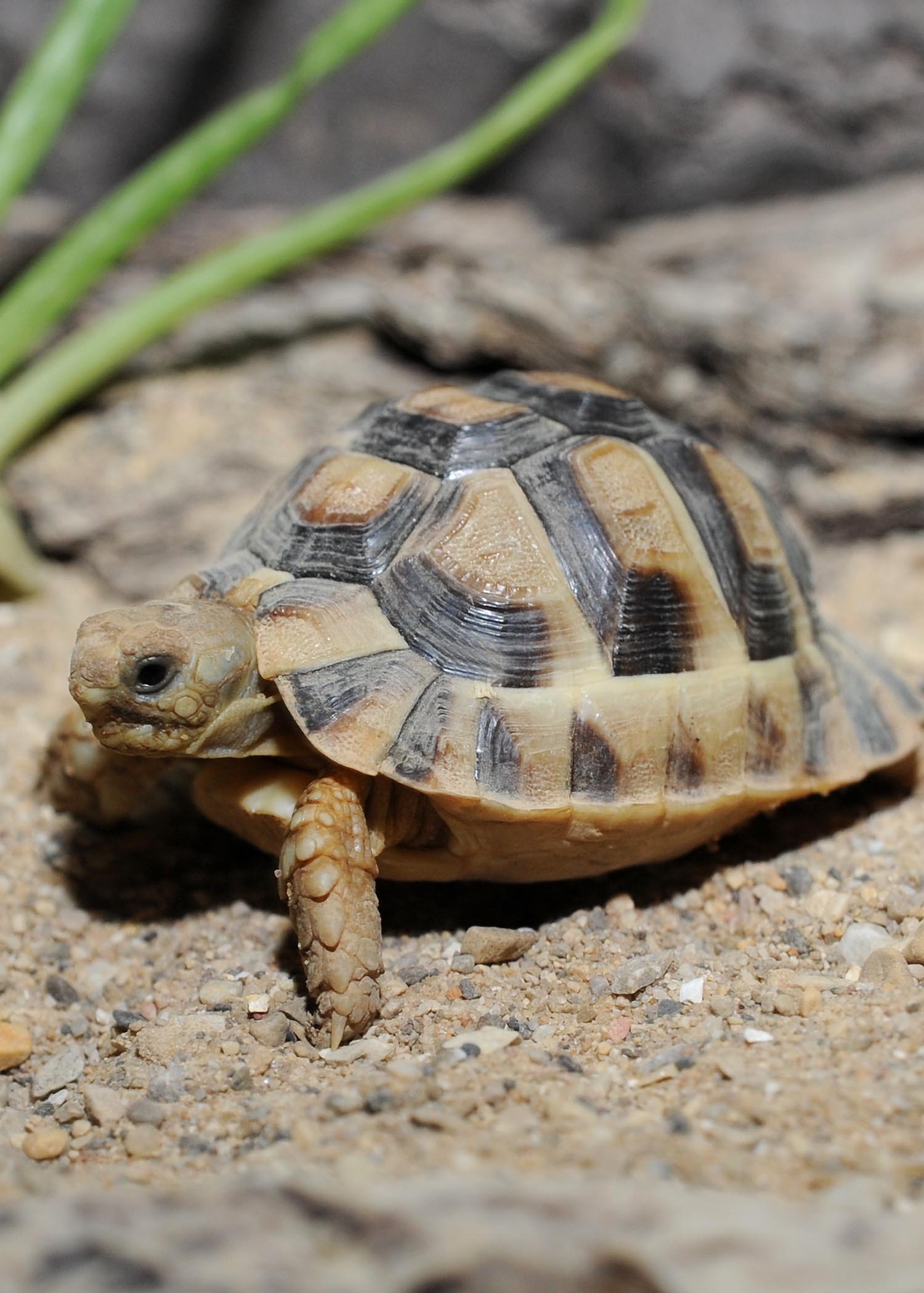 Chicago Zoological Society - Egyptian Tortoise